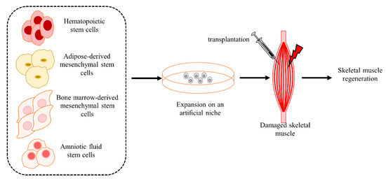 Skeletal Muscle Regeneration in Cardiotoxin-Induced Muscle Injury Models