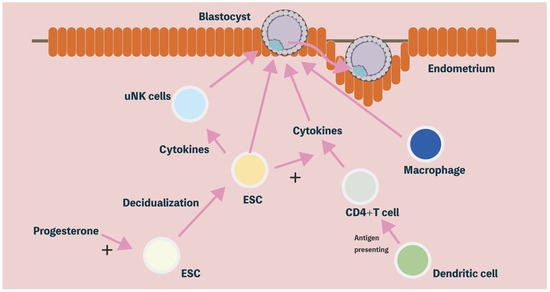 Immune Tolerance of Embryo Implantation and Pregnancy: The Role of ...