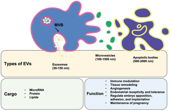 Immune Tolerance of Embryo Implantation and Pregnancy: The Role of ...