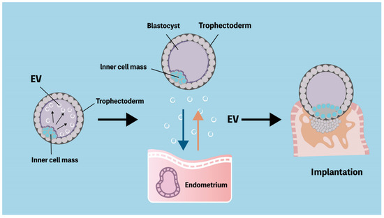 Immune Tolerance of Embryo Implantation and Pregnancy: The Role of ...