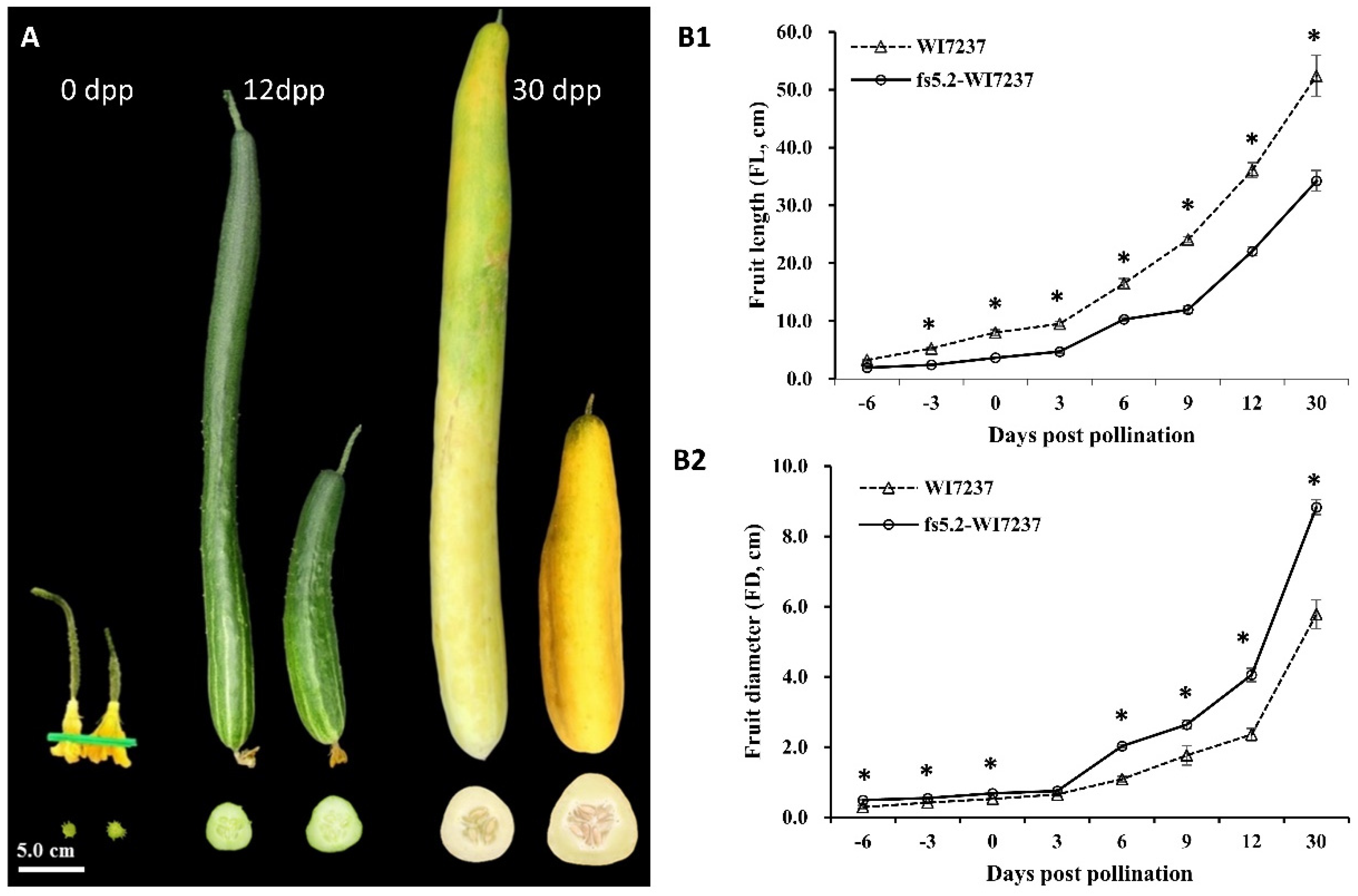 Phenotypic Characterization and Fine Mapping of a Major-Effect Fruit ...
