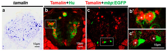 Tamalin Function Is Required for the Survival of Neurons and ...