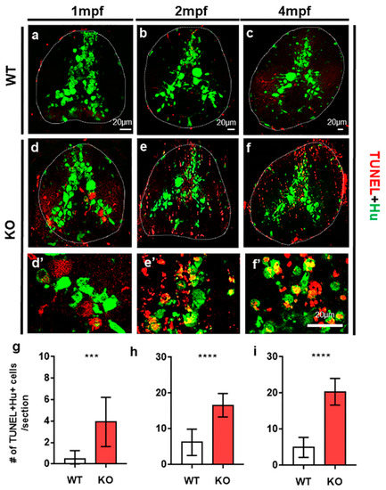 Tamalin Function Is Required for the Survival of Neurons and ...