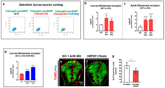 Tamalin Function Is Required for the Survival of Neurons and ...