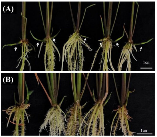 Sucrose Facilitates Rhizome Development of Perennial Rice (Oryza ...