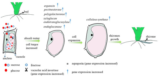 Sucrose Facilitates Rhizome Development of Perennial Rice (Oryza ...