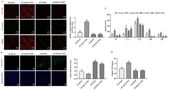 Neuromedin S Regulates Steroidogenesis through Maintaining ...