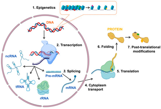 SLU7: A New Hub of Gene Expression Regulation—From Epigenetics to ...
