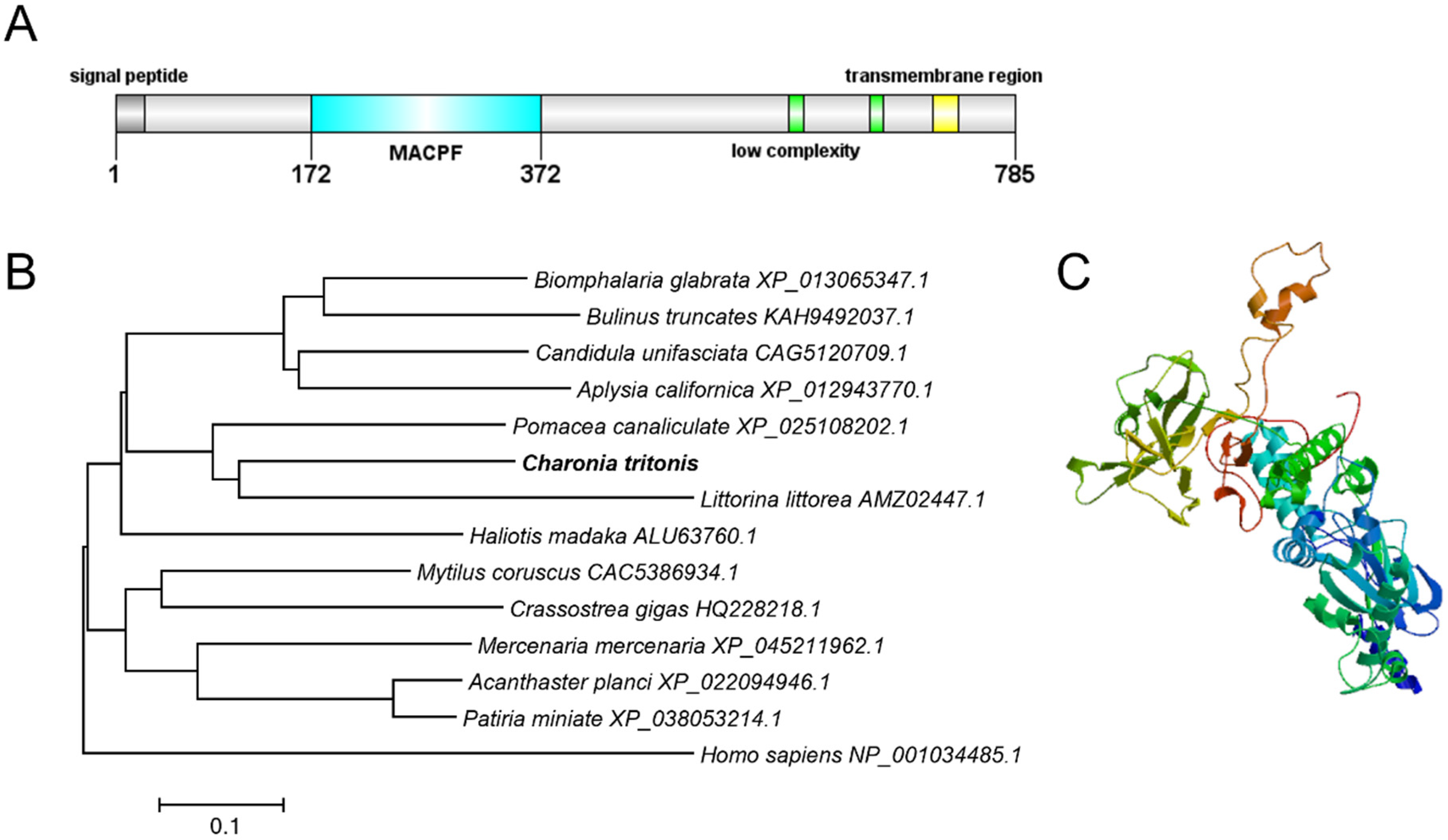 IJMS | Free Full-Text | Giant Triton Snail Charonia tritonis Macrophage ...