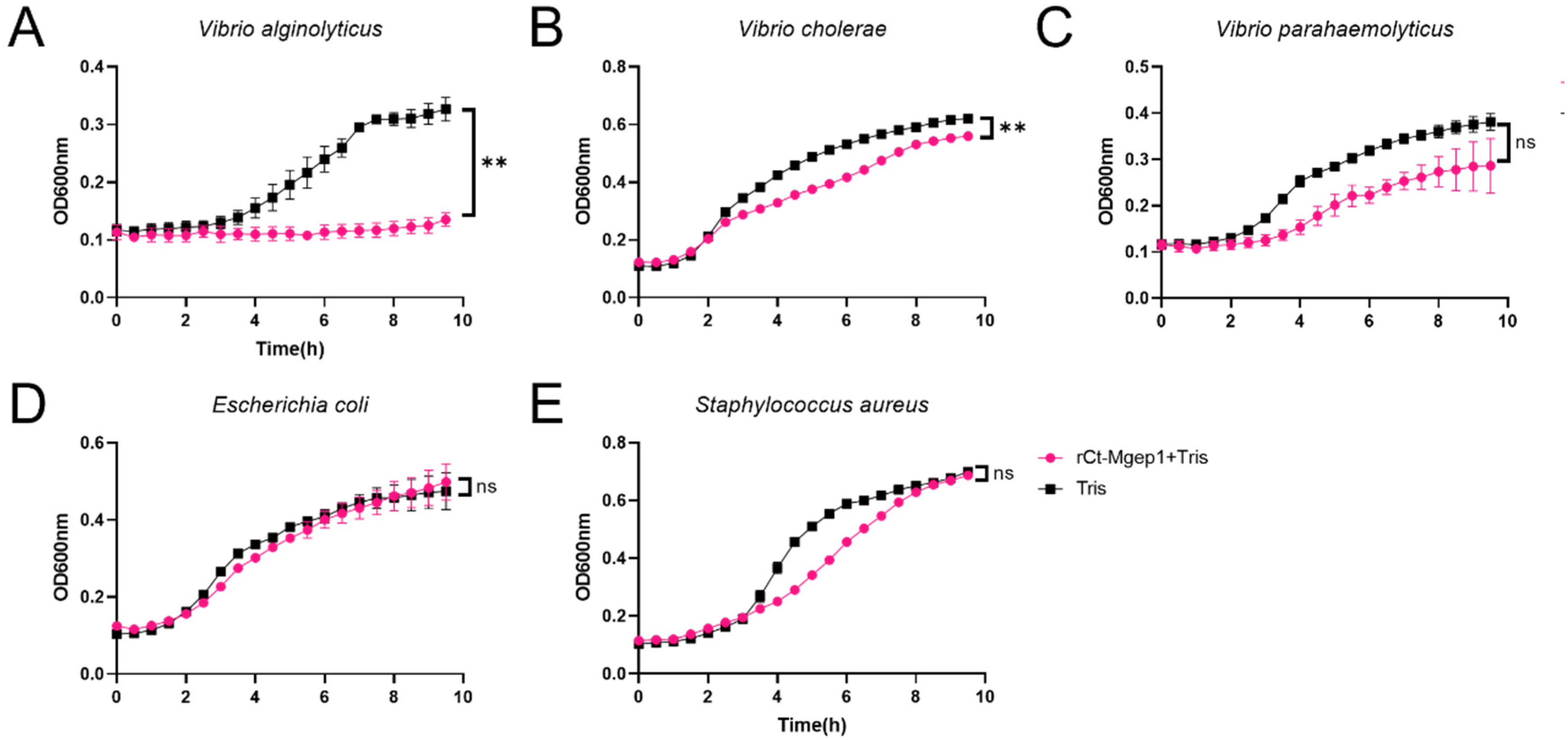 Giant Triton Snail Charonia tritonis Macrophage-Expressed Gene 1 ...