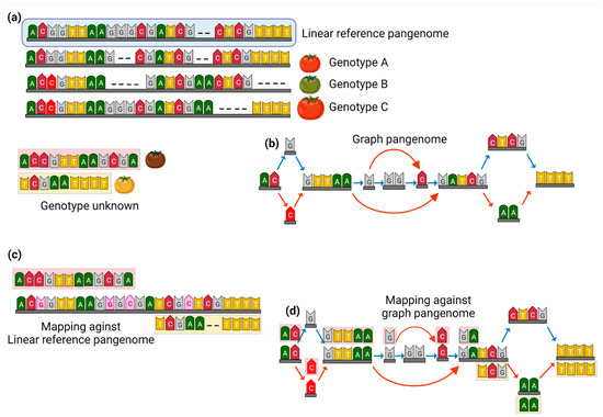 Graph Pangenomes Track Genetic Variants for Crop Improvement