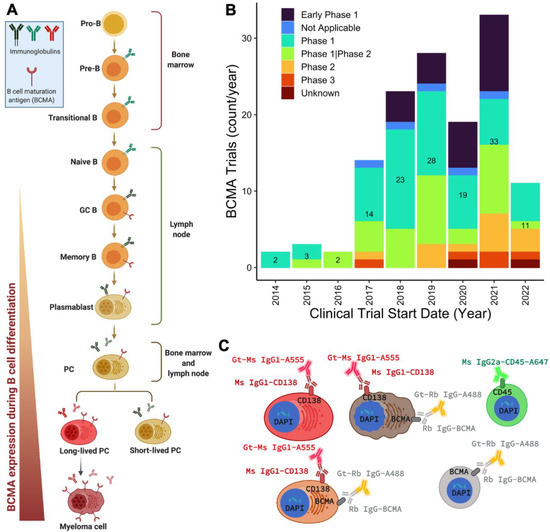 Characterization of BCMA Expression in Circulating Rare Single Cells of Patients with Plasma ...