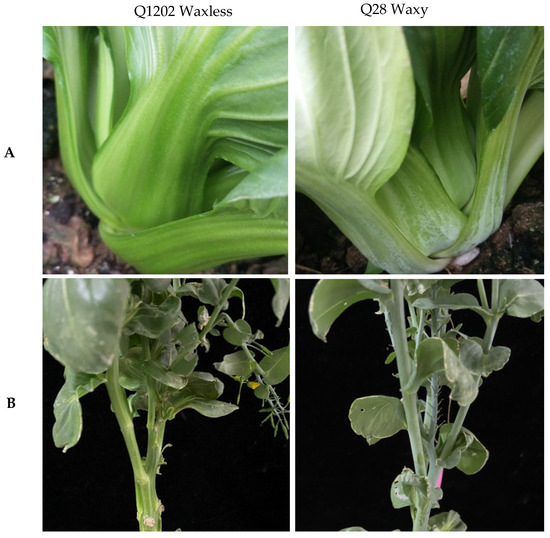 The AP2 Transcription Factor BrSHINE3 Regulates Wax Accumulation in ...