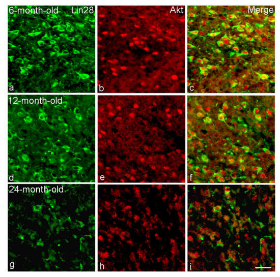 Ontogenetic Changes in the Expression of the Lin28 Protein in the Rat ...