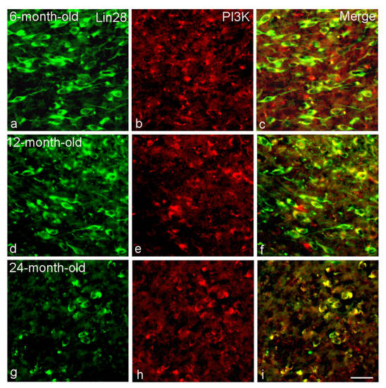 Ontogenetic Changes in the Expression of the Lin28 Protein in the Rat ...