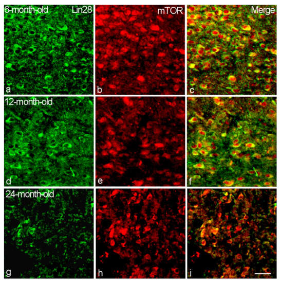 Ontogenetic Changes in the Expression of the Lin28 Protein in the Rat ...
