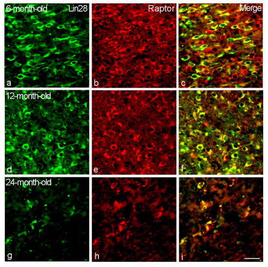 Ontogenetic Changes in the Expression of the Lin28 Protein in the Rat ...