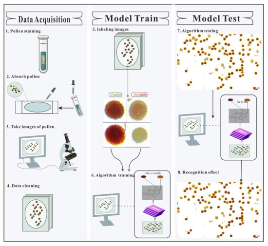 PollenDetect: An Open-Source Pollen Viability Status Recognition System Based on Deep Learning ...