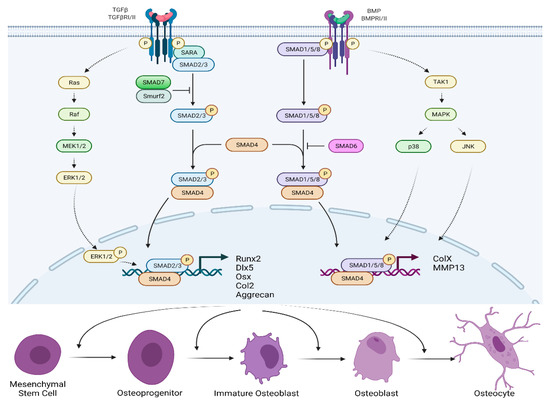 Molecular and Genetic Mechanisms of Spinal Stenosis Formation ...