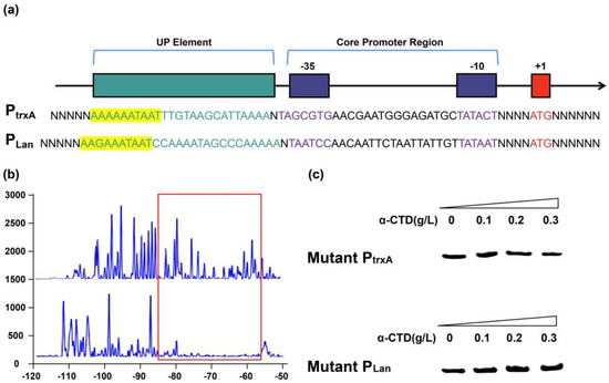 Engineering of Bacillus Promoters Based on Interacting Motifs between ...