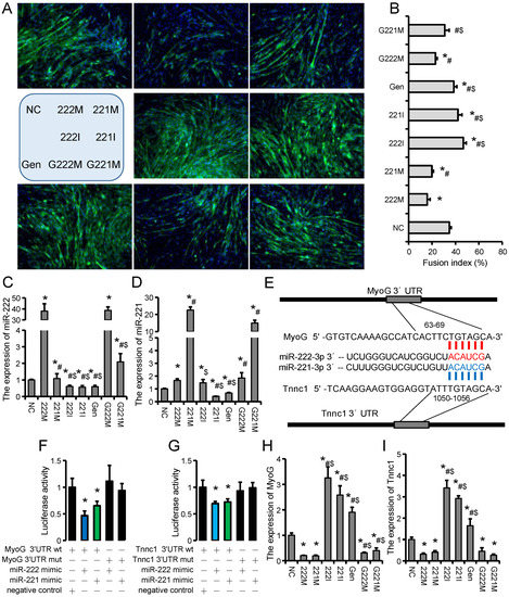 Genistein Promotes Skeletal Muscle Regeneration by Regulating miR-221/222