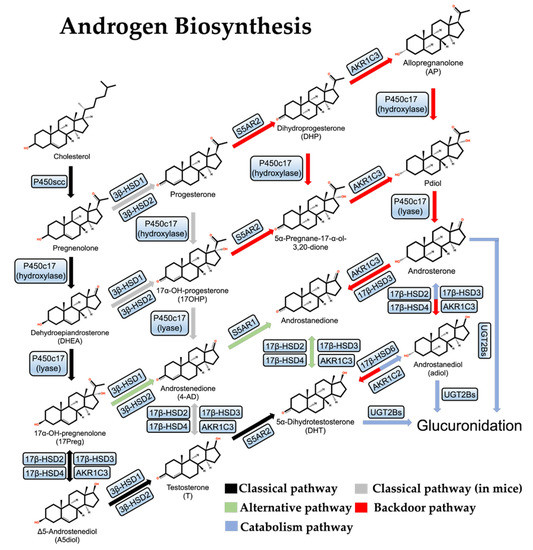 Androgen Metabolism and Response in Prostate Cancer Anti-Androgen ...