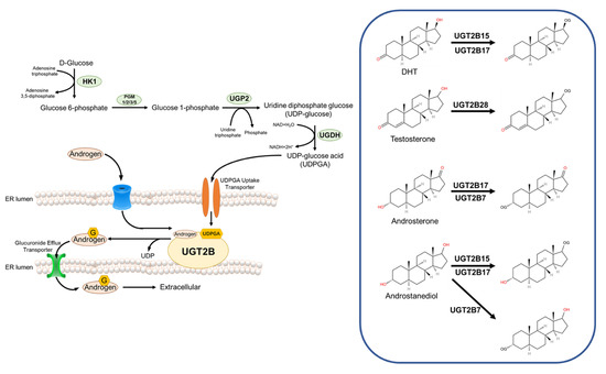 Androgen Metabolism and Response in Prostate Cancer Anti-Androgen ...