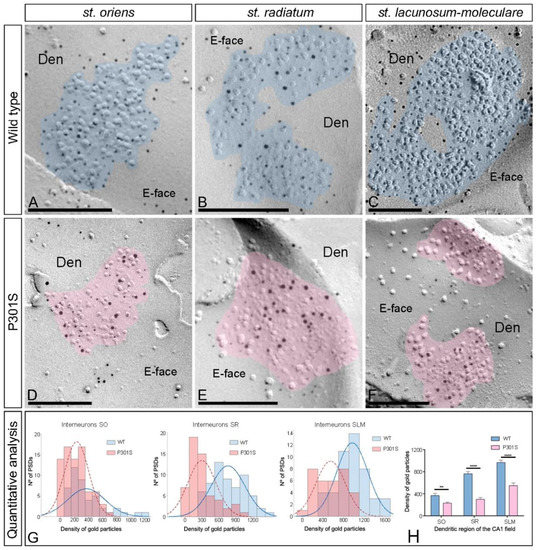 IJMS | Free Full-Text | Alteration in the Synaptic and Extrasynaptic ...