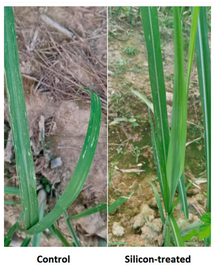 Synergistic Effects of Organosilicon and Cu(OH)2 in Controlling ...