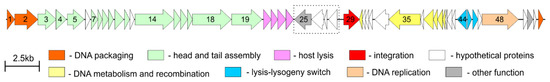 Characteristics and Comparative Genomic Analysis of a Novel Virus ...