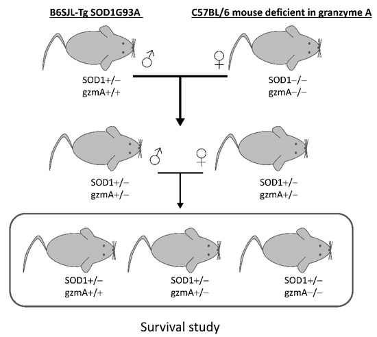Hemizygous Granzyme A Mice Expressing the hSOD1G93A Transgene Show ...