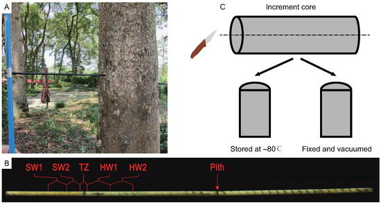 Integrative Metabolomic and Transcriptomic Analysis Reveals the ...