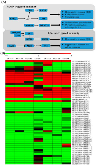 Transcriptome Analysis Reveals a Comprehensive Virus Resistance ...
