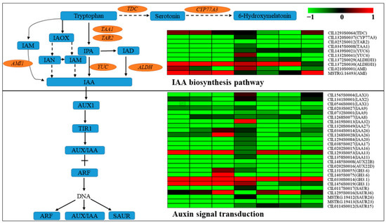 Transcriptome Analysis Reveals a Comprehensive Virus Resistance ...