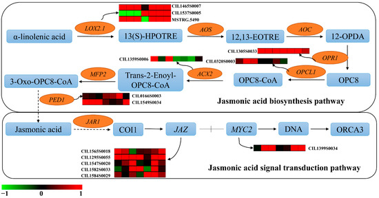 Transcriptome Analysis Reveals a Comprehensive Virus Resistance ...