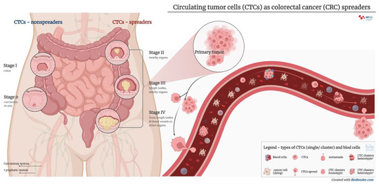 Circulating Tumor Cells in Colorectal Cancer: Detection Systems and Clinical Utility