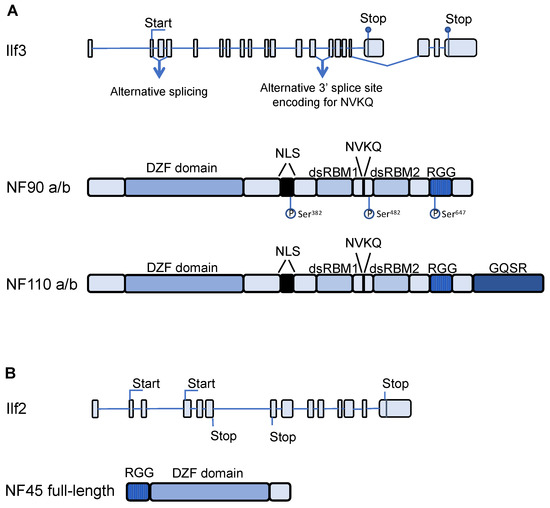 The Polyvalent Role of NF90 in RNA Biology