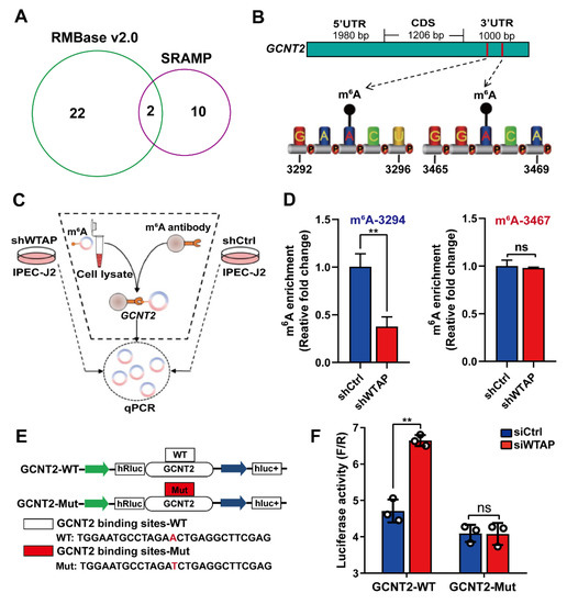 Comprehensive Analysis Revealed the Potential Roles of N6 ...