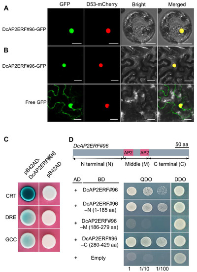 Genome-Wide Identification of AP2/ERF Transcription Factor Family and ...