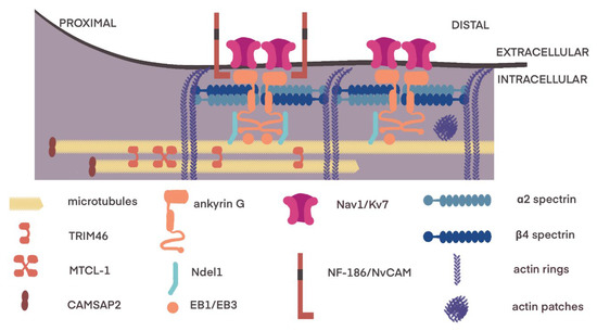 Pathology of Initial Axon Segments in Chronic Inflammatory ...
