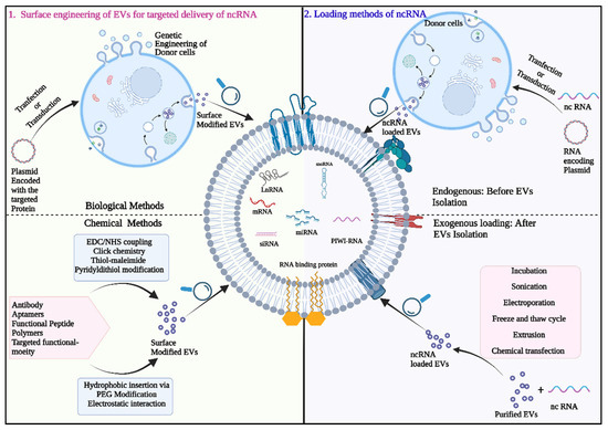 Extracellular Vesicle (EVs) Associated Non-Coding RNAs in Lung Cancer and Therapeutics