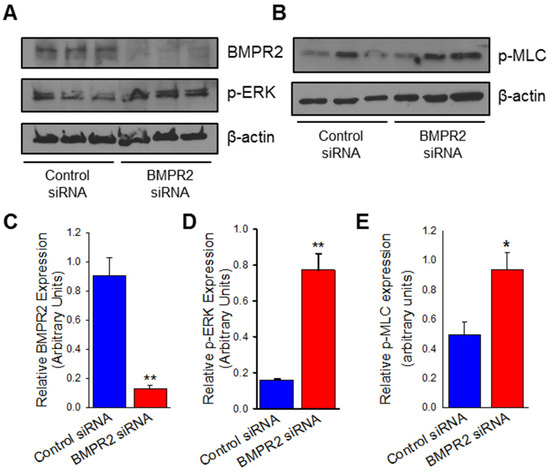 Non-Muscle MLCK Contributes to Endothelial Cell Hyper-Proliferation ...