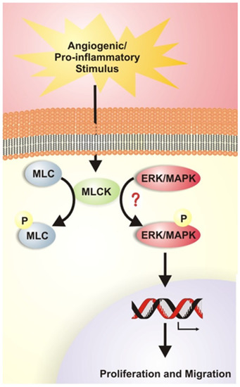 Non-Muscle MLCK Contributes to Endothelial Cell Hyper-Proliferation ...