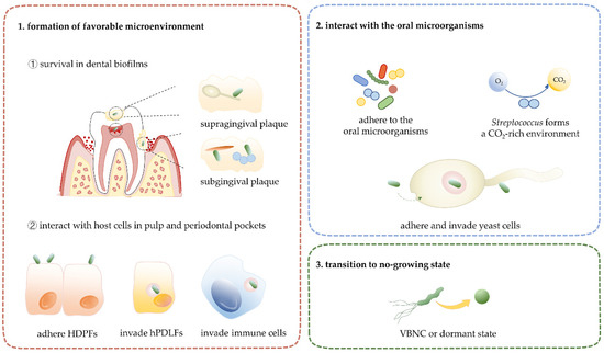 Helicobacter pylori in the Oral Cavity: Current Evidence and Potential ...