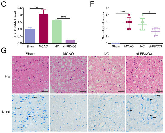 E3 Ubiquitin Ligase FBXO3 Drives Neuroinflammation to Aggravate ...