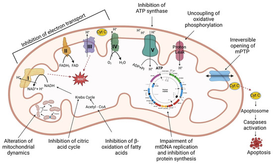 Mitochondrial Effects of Common Cardiovascular Medications: The Good ...