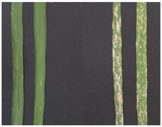 Fine Mapping and Candidate Gene Analysis of Pm36, a Wild Emmer-Derived ...