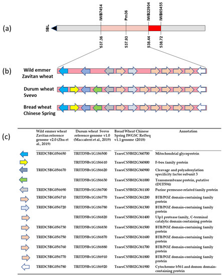 Fine Mapping and Candidate Gene Analysis of Pm36, a Wild Emmer-Derived ...