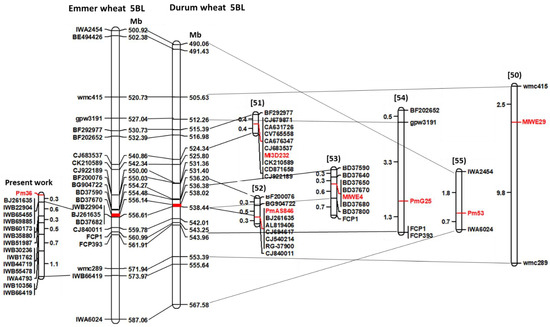 Fine Mapping and Candidate Gene Analysis of Pm36, a Wild Emmer-Derived ...