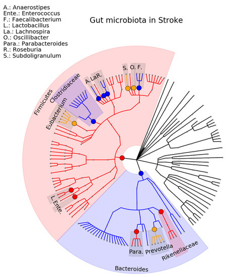 What Are the Key Gut Microbiota Involved in Neurological Diseases? A ...